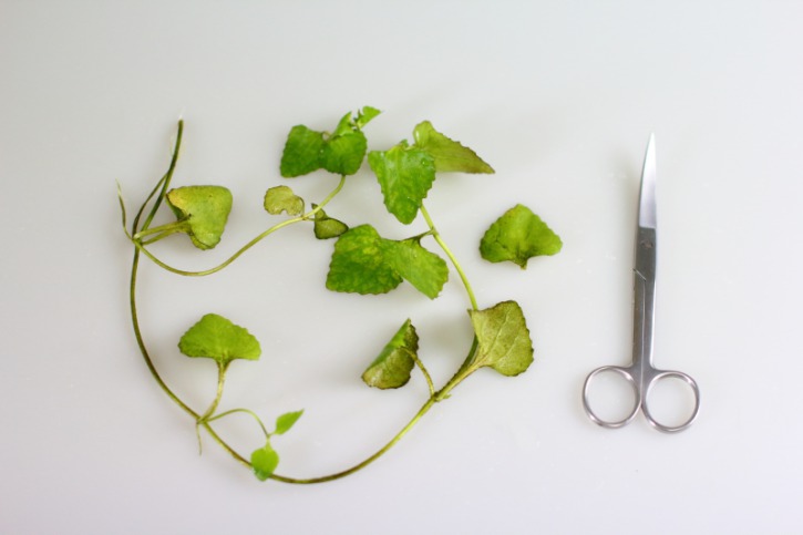 ヒシモドキ 水面に三角形の葉を楽しめる浮き草 | 水草動画ブログ